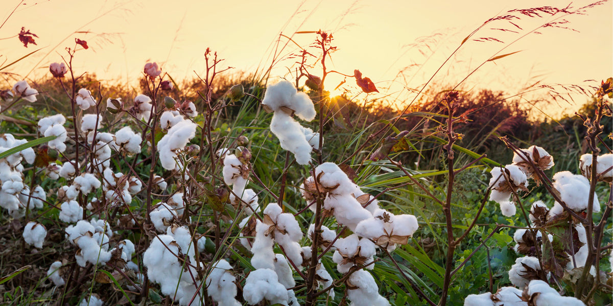 The feel-good factor of wearing cotton – Classic Cotton